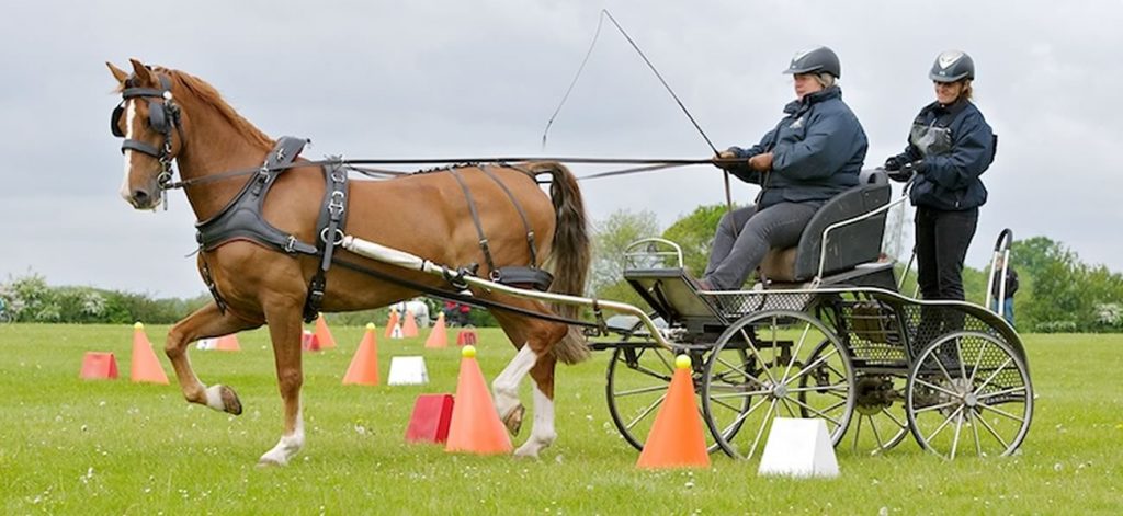 Lamb's Farm Training and One Day Event - October 2016 - Nettlestead ...